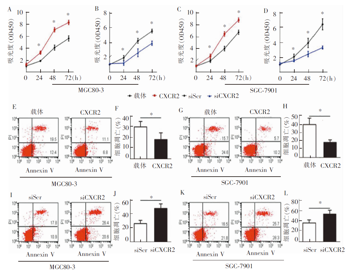 CXCR2对胃癌细胞侵袭、迁移及凋亡的影响